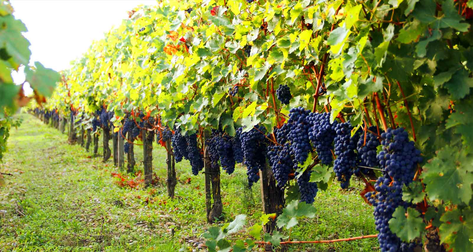 Um roteiro com vinícolas pelo mundo para conhecer
